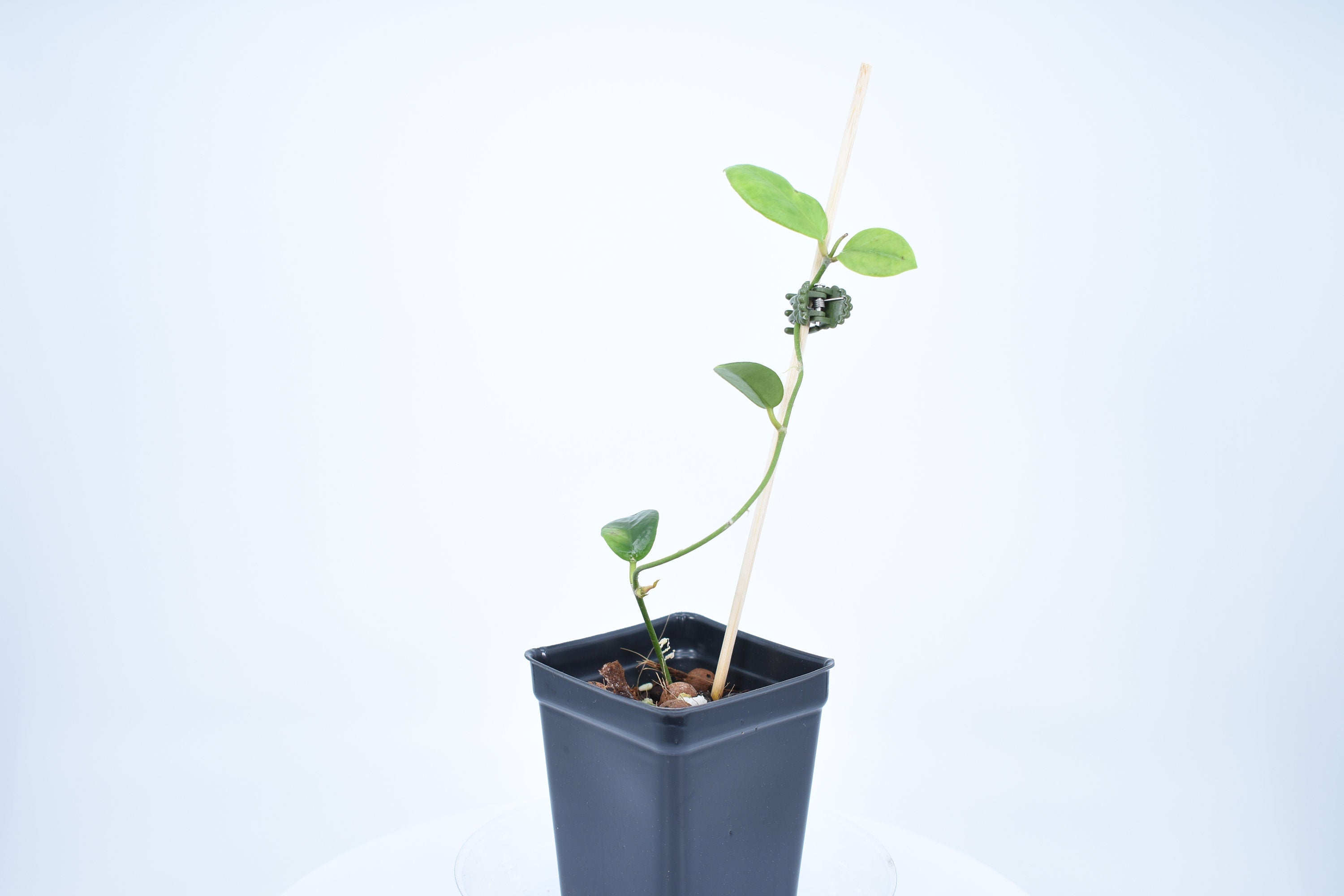 Hoya sp. Timor Leste – The Rare Plant Haus