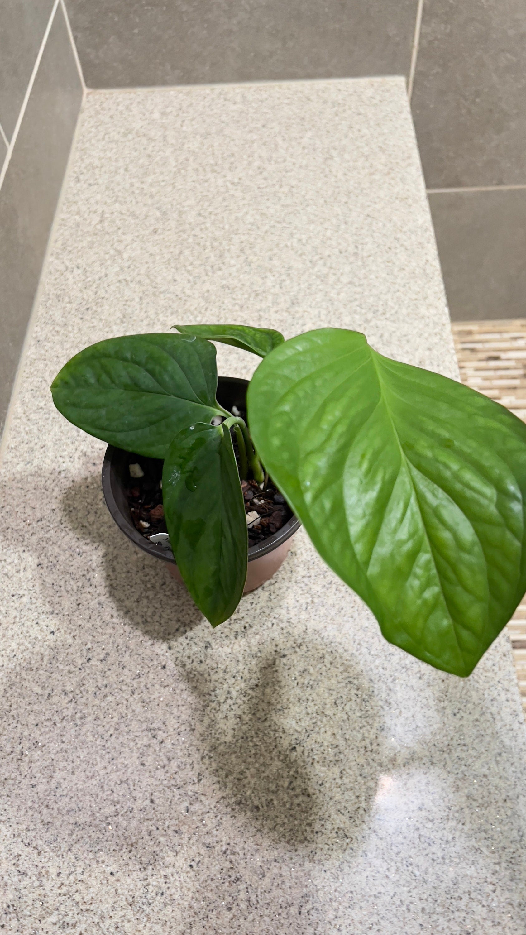 Monstera sp. Peru (A) – The Rare Plant Haus