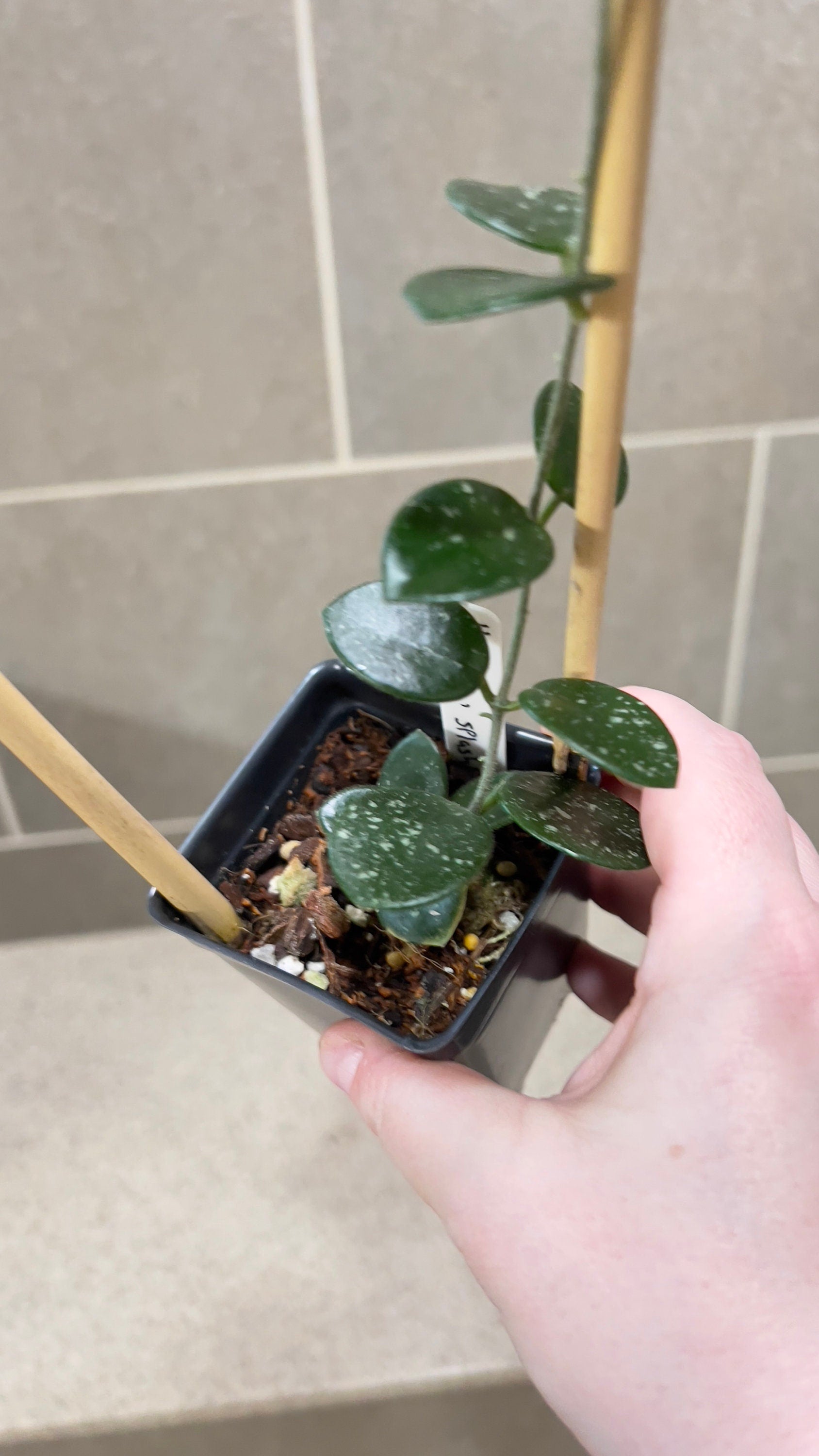 Hoya Mathilde Splash (X) – The Rare Plant Haus