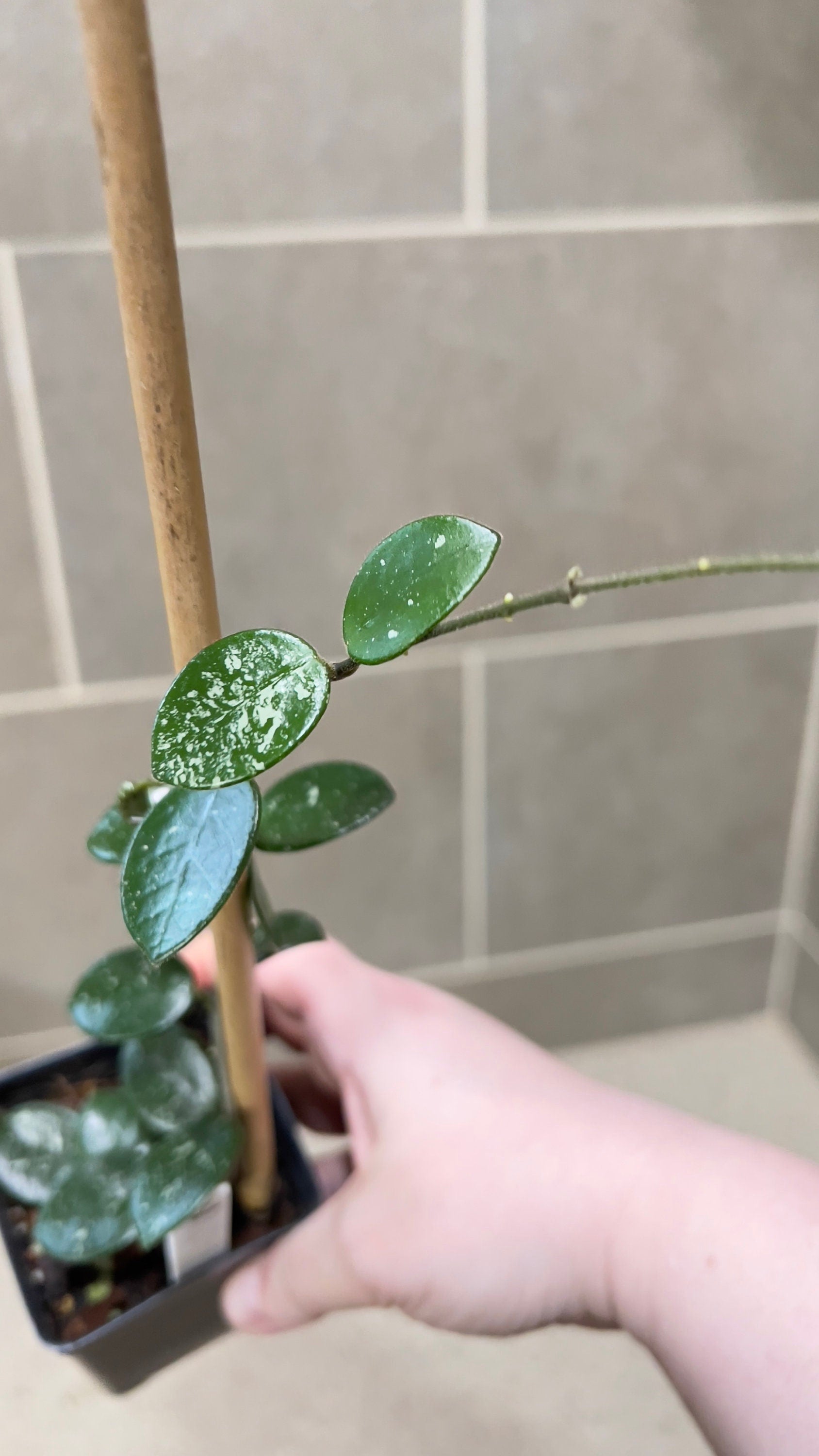 Hoya Mathilde Splash (C) – The Rare Plant Haus
