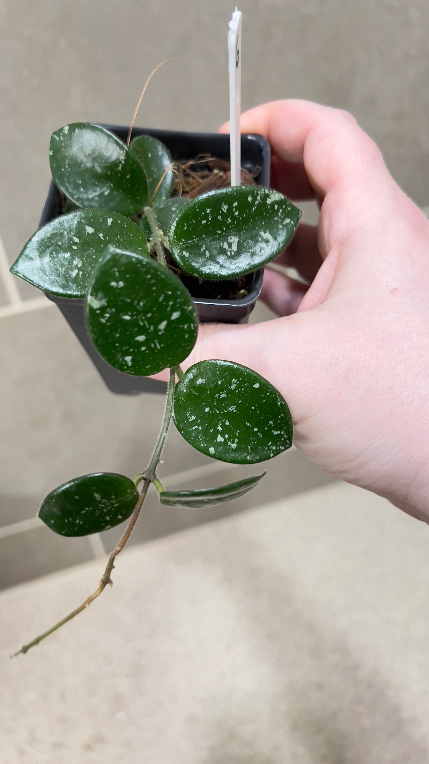 Hoya Mathilde Splash (G) – The Rare Plant Haus